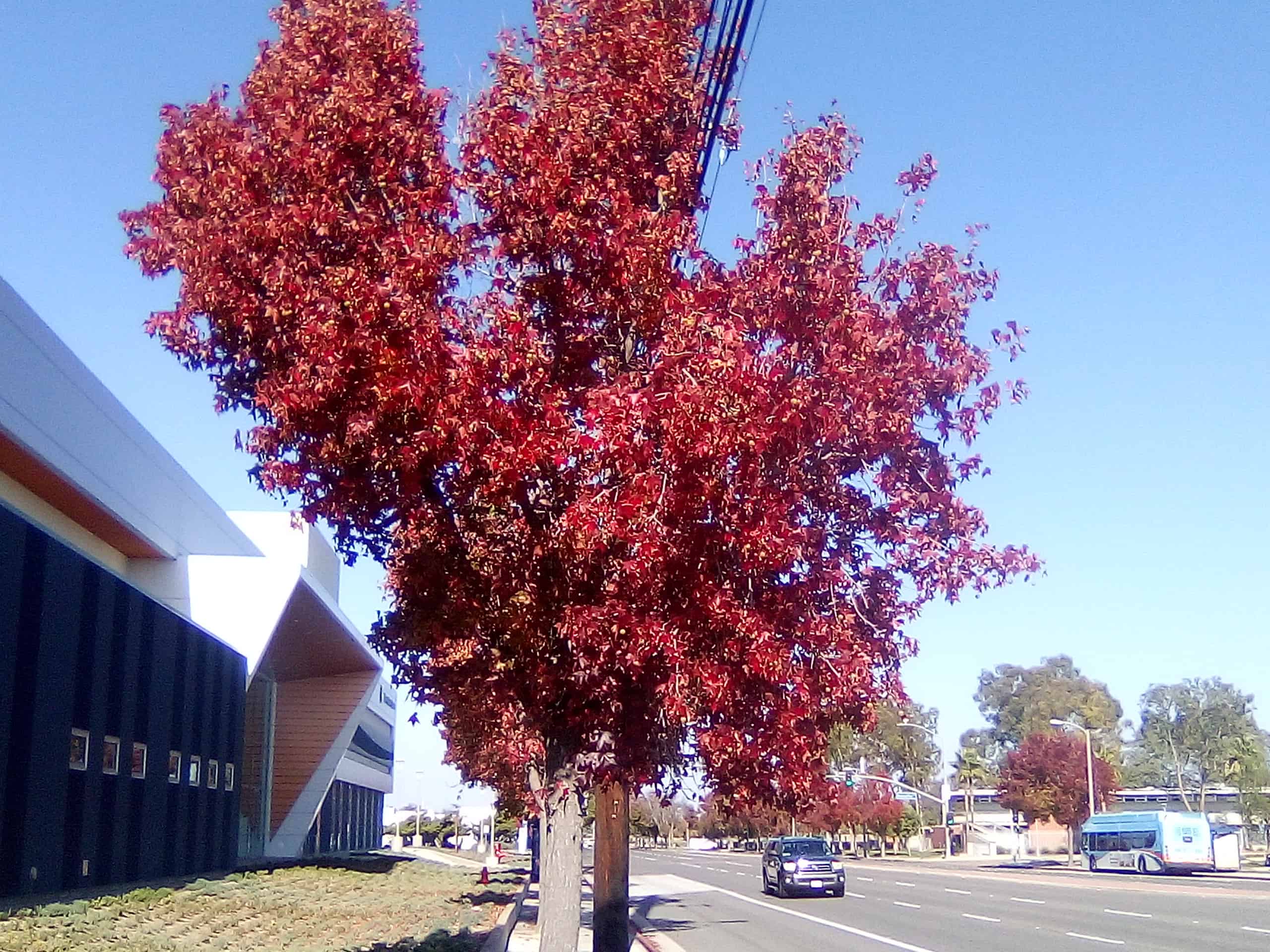 Civic Center Park Becomes Neth Park - Costa Mesa Insider.